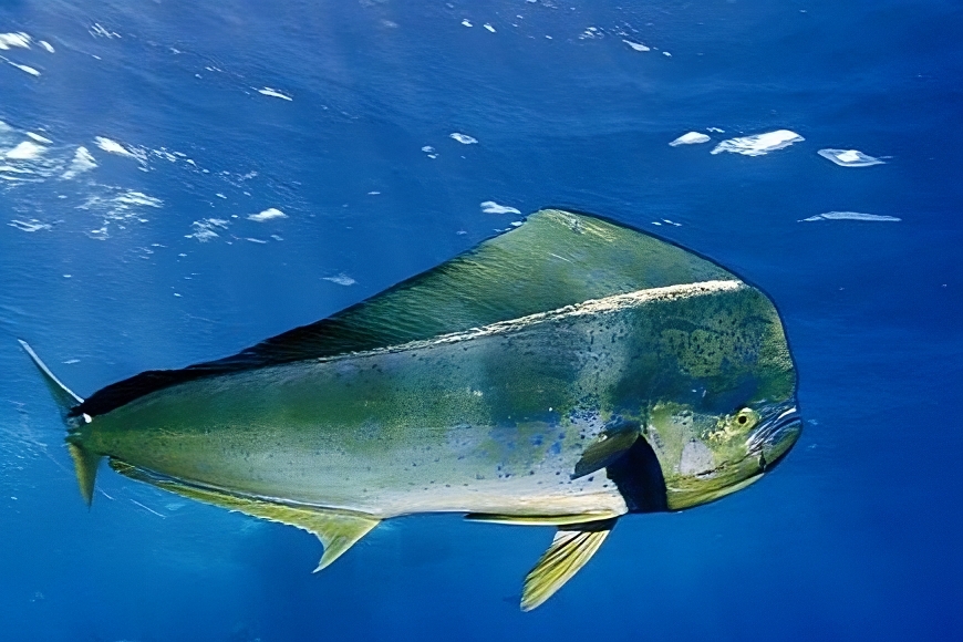 La Lampuga: pesce dietetico e ricco di sali minerali - Campisi Conserve ...